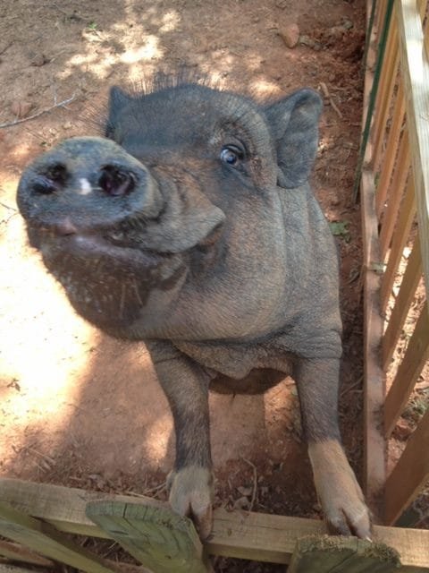 Boom Boom from GA - Pigs4Ever