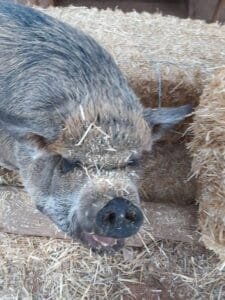Pigs4Ever - The Home of Healthy Pigs | Your One Stop Pet Pig Shop
