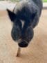 Pigs4Ever - The Home of Healthy Pigs | Your One Stop Pet Pig Shop