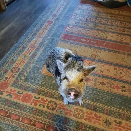 Pigs4Ever - The Home of Healthy Pigs | Your One Stop Pet Pig Shop